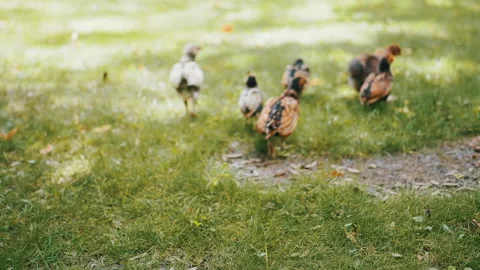 Little Tiny Chicks Stock Videos – Royalty-Free HD & 4K Videos | Page 3