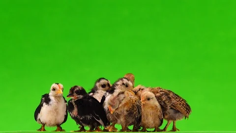 little chicks making sounds isolated on ... | Stock Video | Pond5