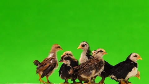 little chicks making sounds isolated on ... | Stock Video | Pond5