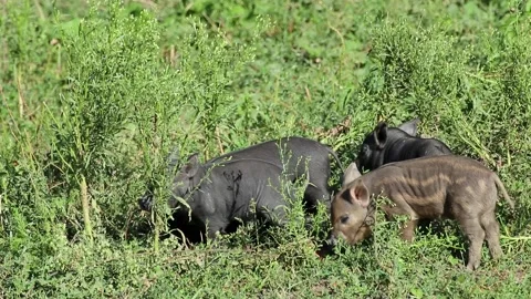 Cute Piggs Baby Stock Videos – Royalty-Free HD & 4K Videos