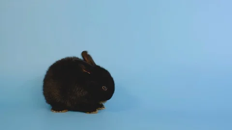 Blue Feet Paws Stock Videos – Royalty-Free HD & 4K Videos | Pond5