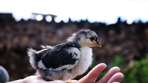 White Chick Takes Stock Videos – Royalty-Free HD & 4K Videos | Pond5