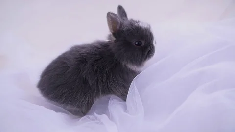 Farm Photo Studio Stock Videos – Royalty-Free HD & 4K Videos