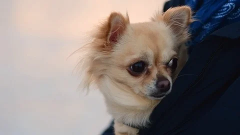 Little Hidden Stock Videos – Royalty-Free HD & 4K Videos | Page 3