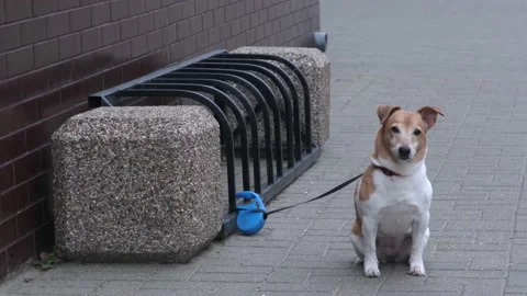 Waiting Dog Stock Videos – Royalty-Free HD & 4K Videos