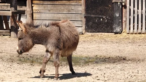 little donkey on the farm | Stock Video | Pond5
