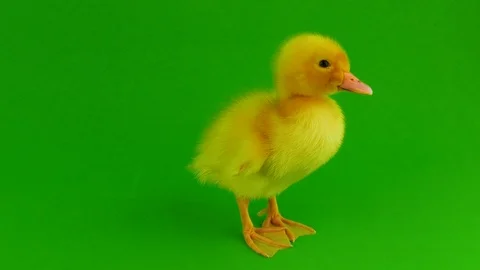 Little duck on a green screen | Stock Video | Pond5