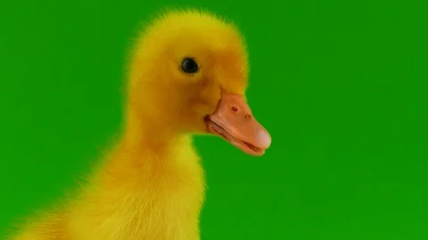 Little duck on a green screen | Stock Video | Pond5