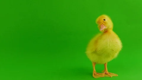 Little duck on a green screen | Stock Video | Pond5