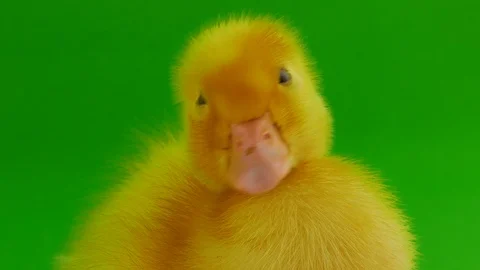 Little duck on a green screen | Stock Video | Pond5