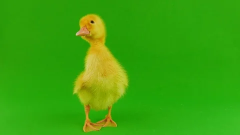 Little duck on a green screen | Stock Video | Pond5