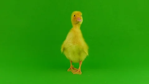 Little duck on a green screen | Stock Video | Pond5