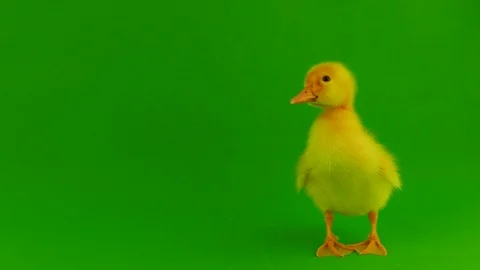 Little duck on a green screen | Stock Video | Pond5
