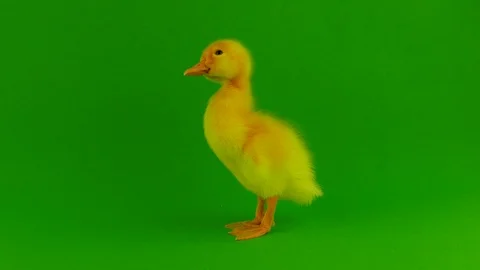 Little duck on a green screen | Stock Video | Pond5