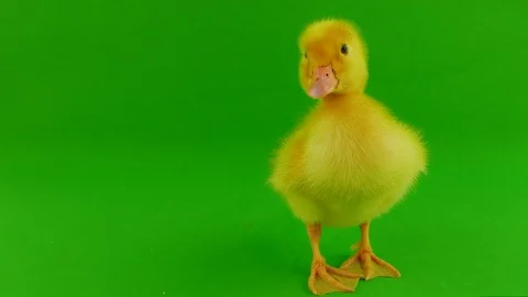 Little duck on a green screen | Stock Video | Pond5