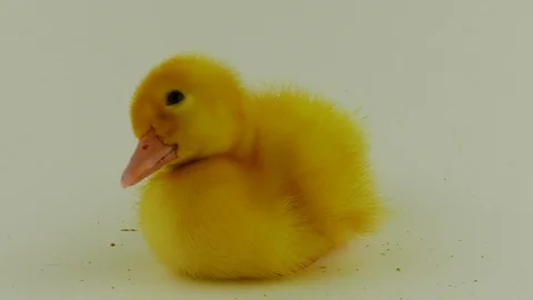 Duck In Green Screen Stock Footage ~ Royalty Free Stock Videos | Pond5