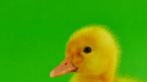 Little duck on a green screen | Stock Video | Pond5