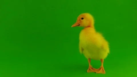 Little duck on a green screen | Stock Video | Pond5