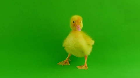 Little duck on a green screen | Stock Video | Pond5