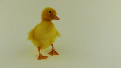 Little duck on a green screen | Stock Video | Pond5