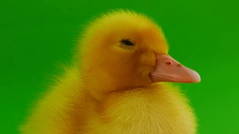 Little duck on a green screen | Stock Video | Pond5