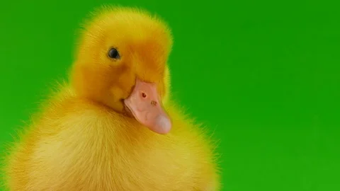 Little duck on a green screen | Stock Video | Pond5
