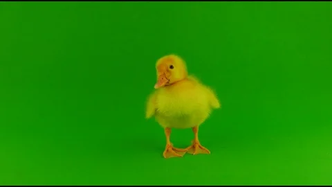 Little duck on a green screen | Stock Video | Pond5