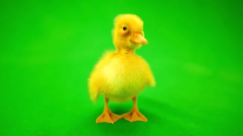 little duckling on the green screen back... | Stock Video | Pond5