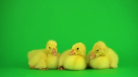 Little ducks on green screen | Stock Video | Pond5