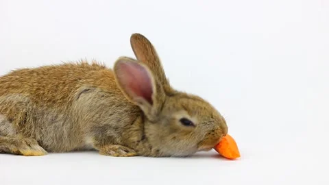 little fluffy cute brown rabbit with big... | Stock Video | Pond5