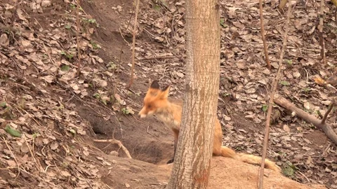 Mother Hole Stock Videos – Royalty-Free HD & 4K Videos