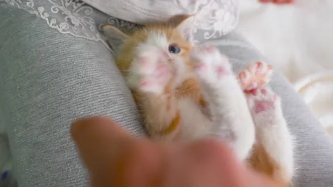 Blue Feet Paws Stock Videos – Royalty-Free HD & 4K Videos | Pond5