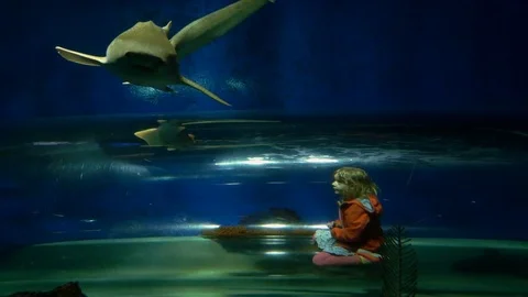 Girl Sharking Stock Videos – Royalty-Free HD & 4K Videos