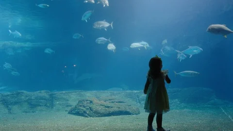 little girl in aquarium looking at fish ... | Stock Video | Pond5