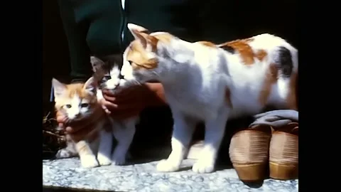 little girl playing with cats 70s | Stock Video | Pond5