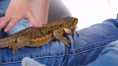 Dragon Girl Studio Stock Videos – Royalty-Free HD & 4K Videos