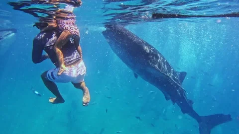 Girl Sharking Stock Videos – Royalty-Free HD & 4K Videos