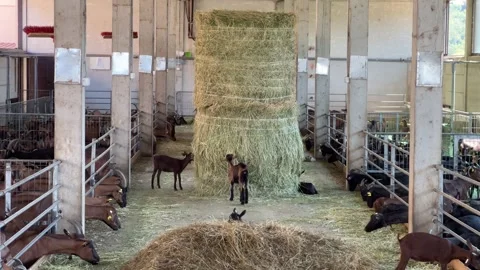 Little goatlings nibbling hay from a hay... | Stock Video | Pond5