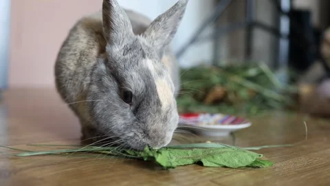 Hair Little Bunny Stock Videos – Royalty-Free HD & 4K Videos | Page 5