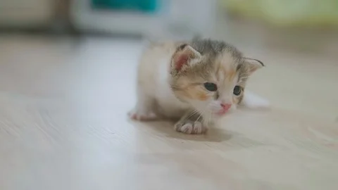 First Fezine Video Stock Videos – Royalty-Free HD & 4K Videos | Pond5