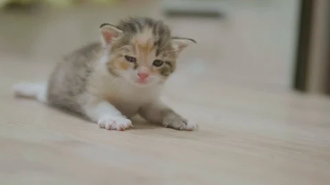 First Fezine Video Stock Videos – Royalty-Free HD & 4K Videos | Pond5