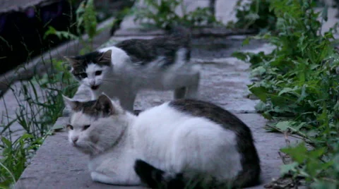 little kitty mewing at its mother | Stock Video | Pond5