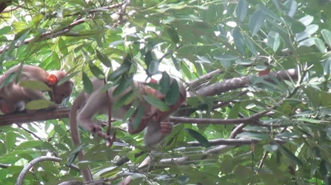 Monkey Biting Stock Videos – Royalty-Free HD & 4K Videos