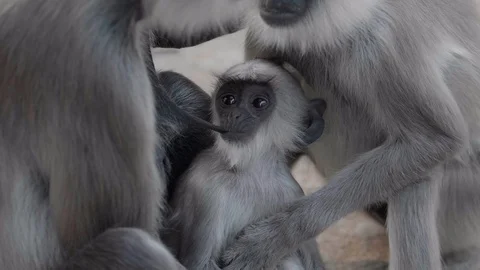 little monkey eats mom's breasts | Stock Video | Pond5