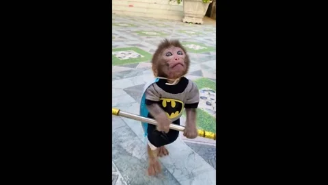 Little monkey wears a Batman logo t-shir... | Stock Video | Pond5