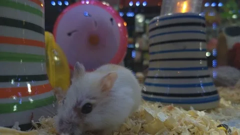 Running Mouse Stock Video Footage | Royalty Free Running Mouse Videos ...