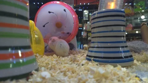 Running Mouse Stock Video Footage | Royalty Free Running Mouse Videos ...