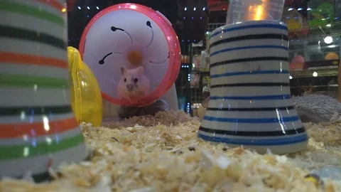 Running Mouse Stock Video Footage | Royalty Free Running Mouse Videos ...