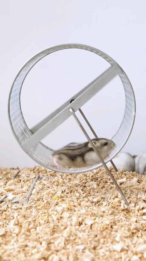 A little mouse runs on the wheel. A well... | Stock Video | Pond5
