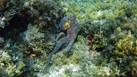 Octopus Swimming Stock Video Footage | Royalty Free Octopus Swimming ...